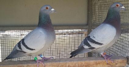 Stock Birds | Northern Gold Coast | Hudson Lofts